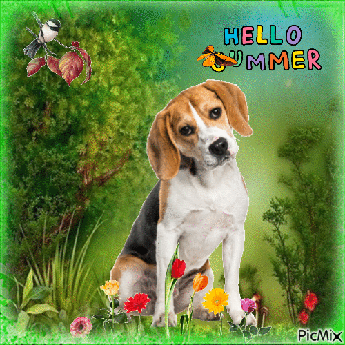 Puppy Hello Summer Pictures, Photos, and Images for Facebook, Tumblr ...