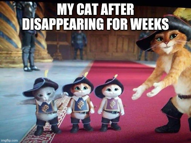 My Cat After Disappearing For Weeks Pictures, Photos, and Images for ...