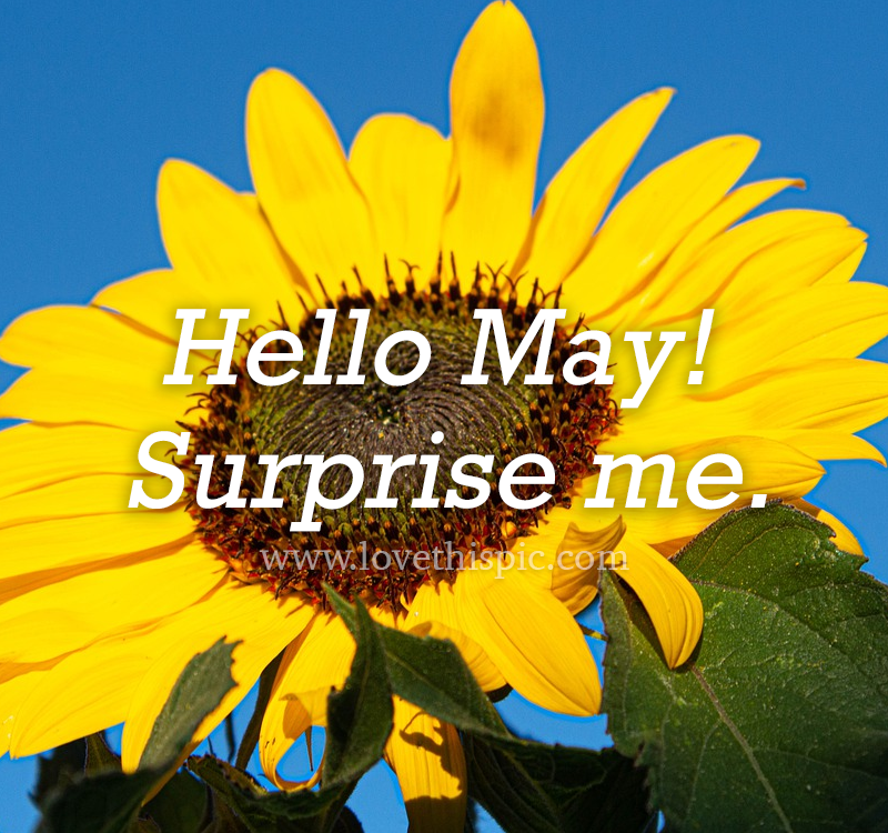 Sunflower Bloom - Hello May! Surprise Me Pictures, Photos, and Images ...