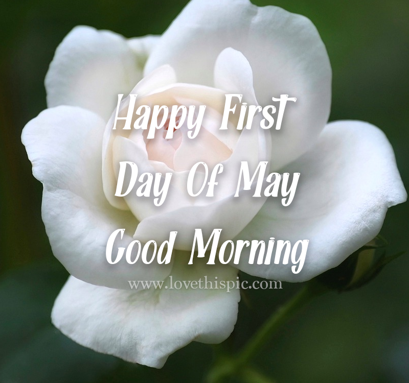 White Bloom Happy First Day Of May Pictures, Photos, and Images for ...