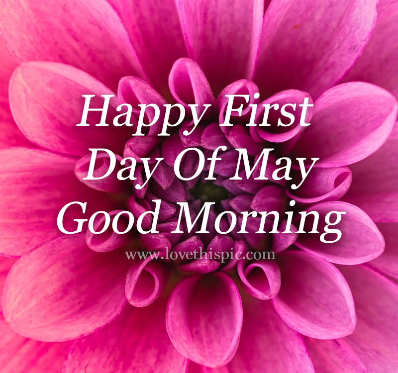 Pink Dahlia Good Morning First Day Of May Pictures, Photos, and Images ...