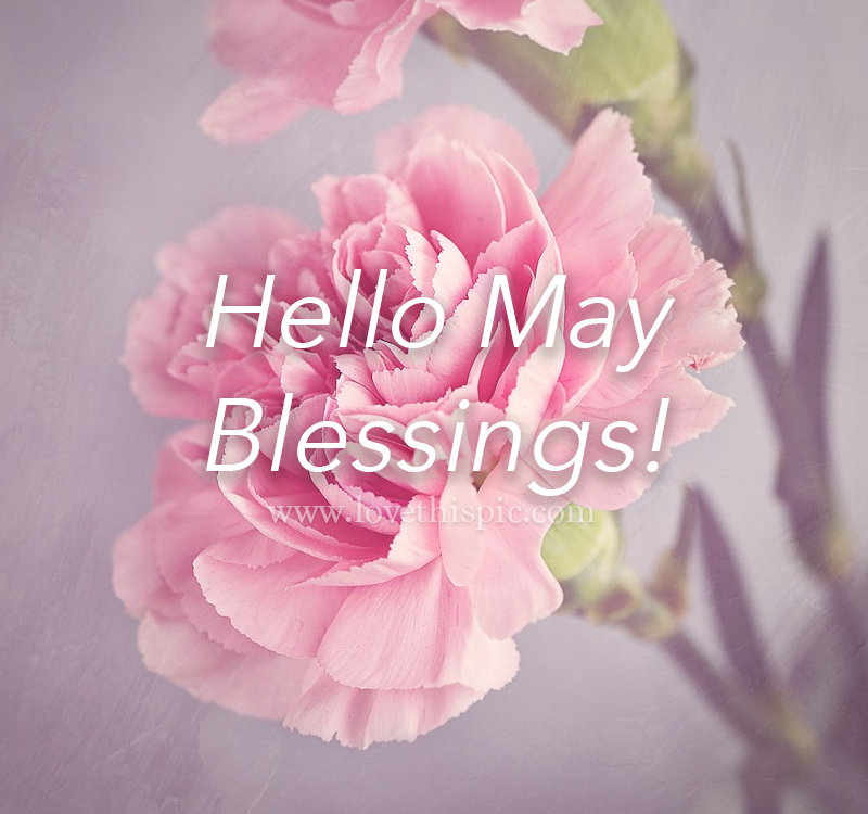 What Spring Flower Officially Represents The Month Of May Carnation at ...