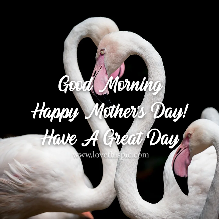 Flamingo Good Morning Happy Mother's Day Quote Pictures, Photos, and ...