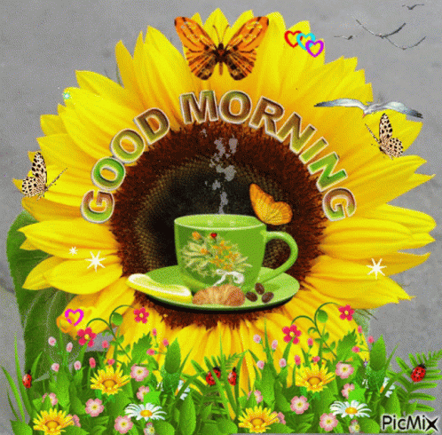 Sunflower Coffee Good Morning Gif Pictures, Photos, and Images for ...
