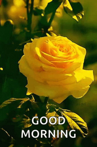 Yellow Rose Good Morning Gif Pictures, Photos, and Images for Facebook ...