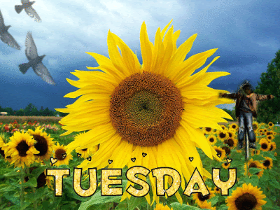Tuesday Sunflower Gif Pictures, Photos, and Images for Facebook, Tumblr ...