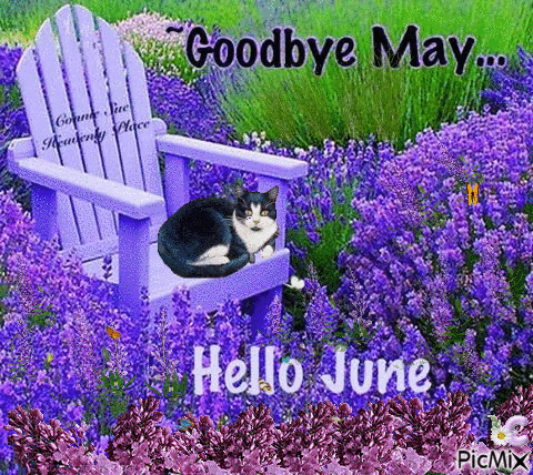 Relaxed Cat Goodbye May & Hello June Pictures, Photos, and Images for ...