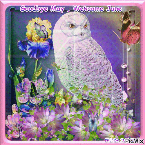 Goodbye May Welcome June Owl Pictures, Photos, and Images for Facebook ...