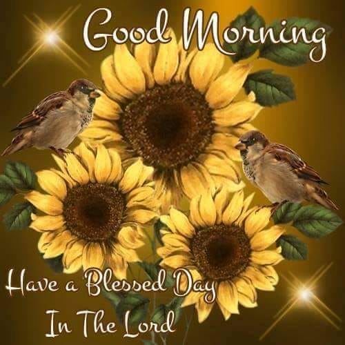 3 Sunflowers And Birds - Good Morning, Have A Blessed Day Pictures ...