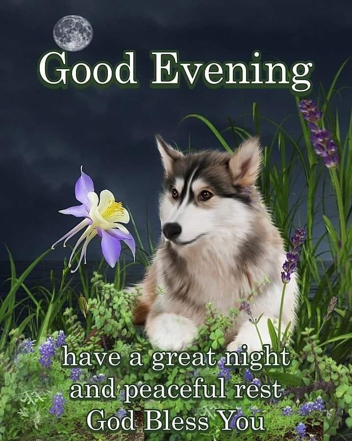 Husky Good Evening Quote Pictures, Photos, and Images for Facebook ...