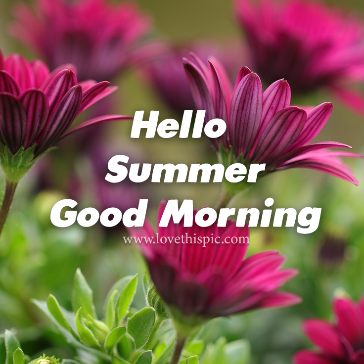 Magenta Daisy Flower - Hello Summer, Good Morning Pictures, Photos, and ...