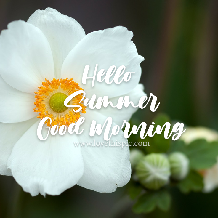 Summer Anemone Hello Summer, Good Morning Pictures, Photos, and Images ...