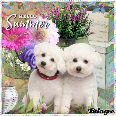 Hello Summer Pups Pictures, Photos, and Images for Facebook, Tumblr ...