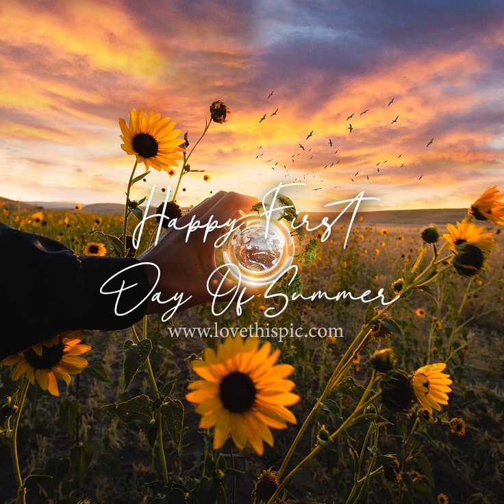 Sunset Sunflower - Happy First Day Of Summer Pictures, Photos, and ...