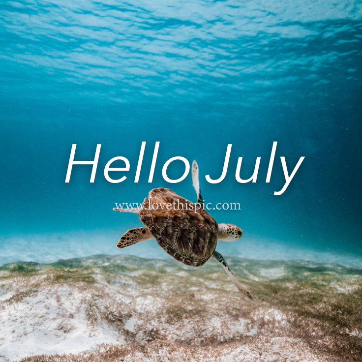 Turtle Swimming In Sea - Hello July Pictures, Photos, and Images for ...