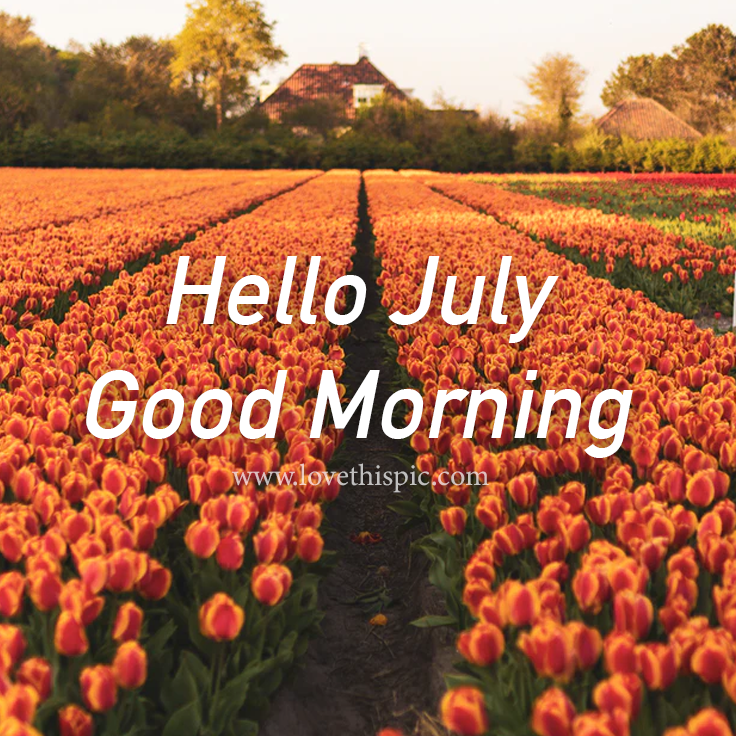 Orange Tulips Hello July Good Morning Pictures, Photos, and Images for ...