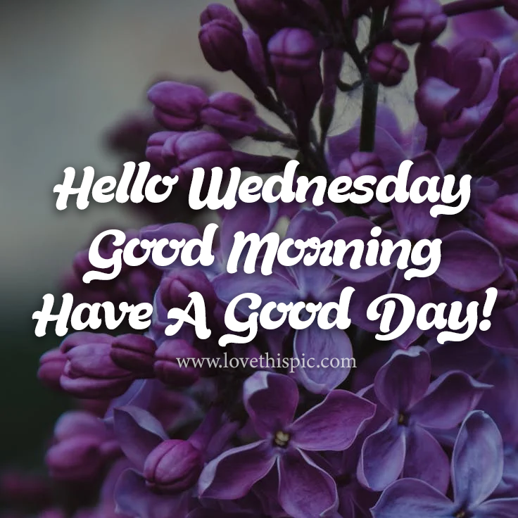 Purple Lilac - Hello Wednesday, Good Morning Have A Good Day Pictures ...
