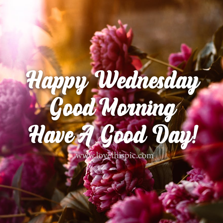 Pink Peonies - Good Morning Happy Wednesday Pictures, Photos, and ...