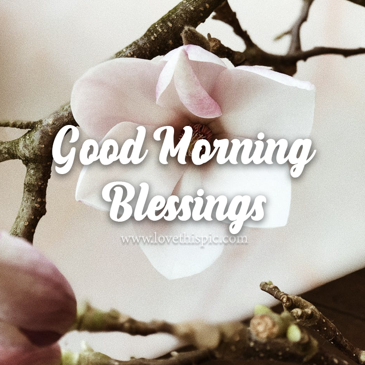 White Cherry Blossom - Good Morning Blessings Pictures, Photos, and ...