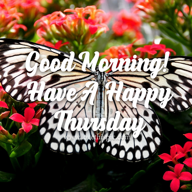 Perching Butterfly - Good Morning! Have A Happy Thursday Pictures ...