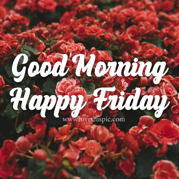 Red Petaled Flowers - Good Morning Happy Friday Pictures, Photos, and ...