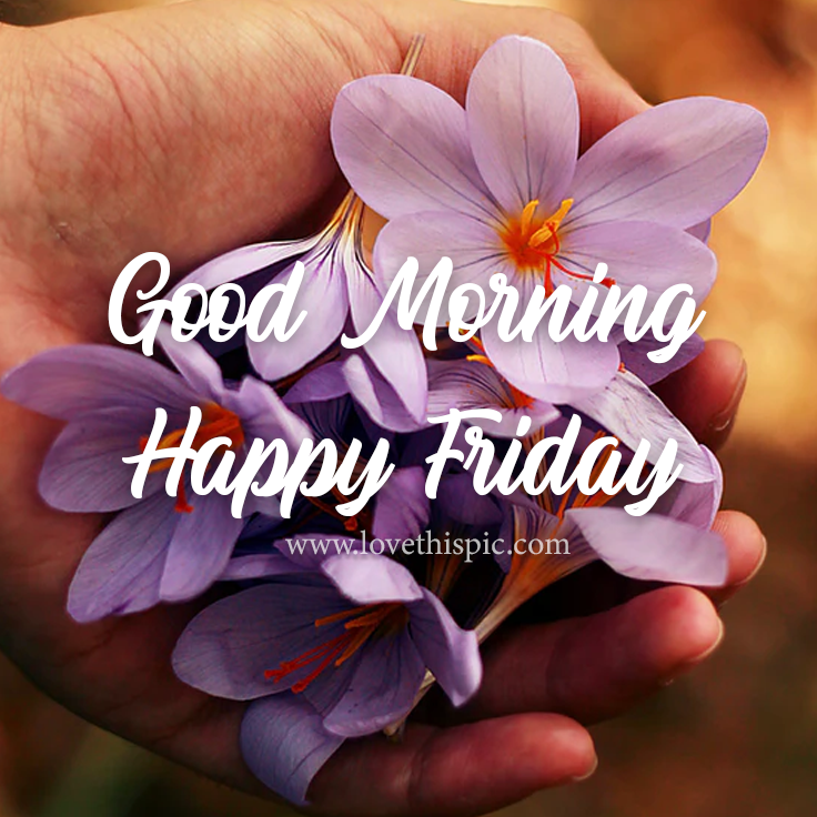 Violet Flowers - Good Morning Happy Friday Pictures, Photos, and Images ...