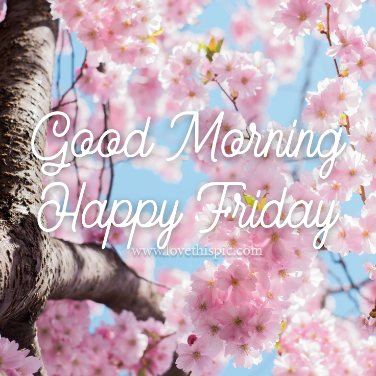 Light Cherry Blossoms - Good Morning Happy Friday Pictures, Photos, and ...