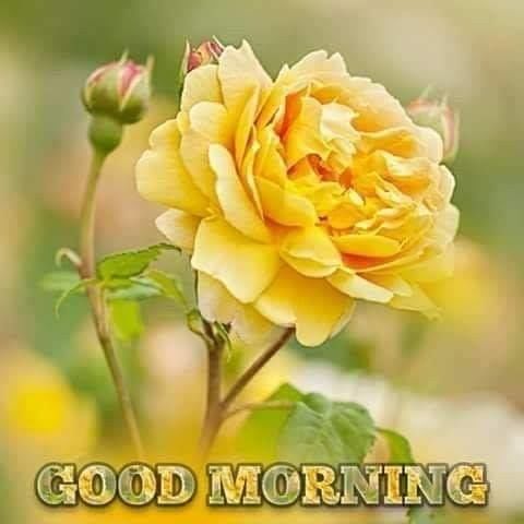 Yellow Peony Good Morning Quote Pictures, Photos, and Images for ...