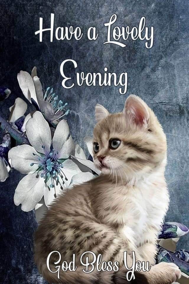 Lovely Evening Cat Pictures, Photos, and Images for Facebook, Tumblr ...