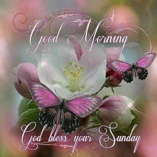 Pink Butterfly Good Morning Sunday Blessings Pictures, Photos, and ...