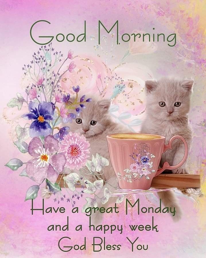 Cute Kitties - Good Morning & Have A Great Monday Pictures, Photos, and ...