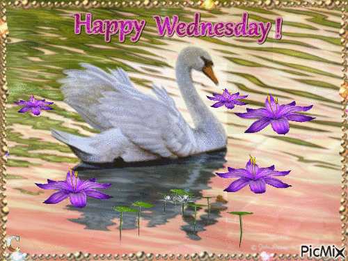 Swan Happy Wednesday Gif Pictures, Photos, and Images for Facebook ...