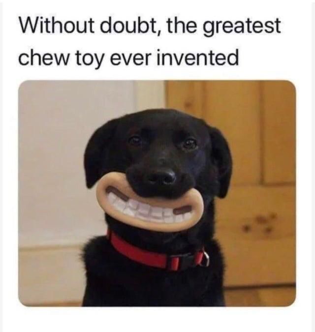 The Greatest Chew Toy Ever Invented Pictures, Photos, and Images for ...