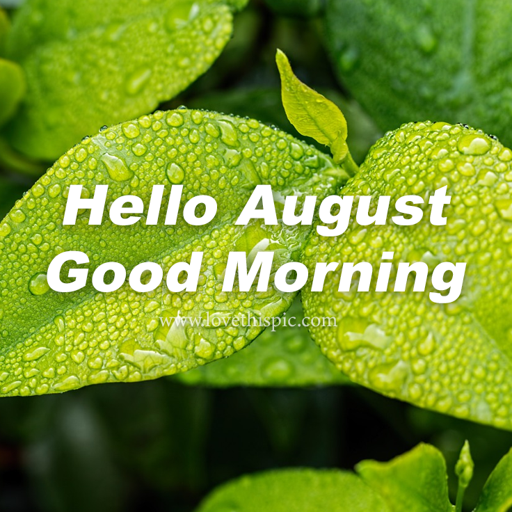 Green Leaf - Hello August, Good Morning Pictures, Photos, and Images ...