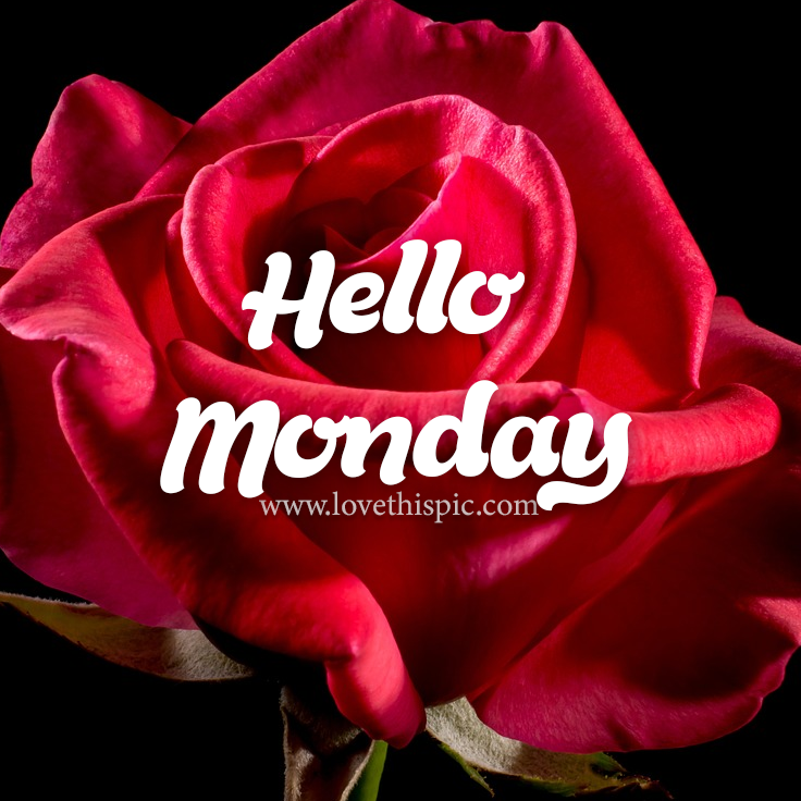 Close Up Red Rose - Hello Monday Pictures, Photos, and Images for ...
