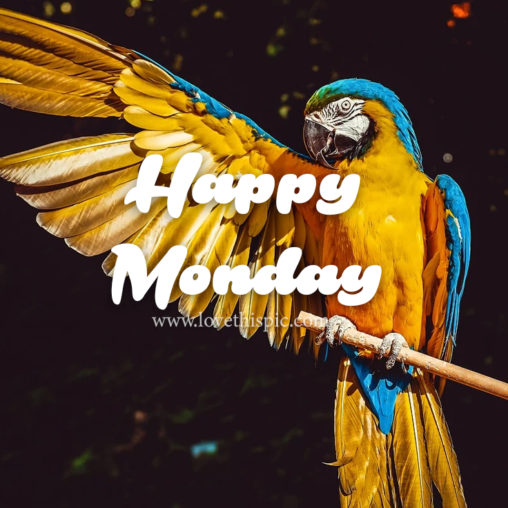 Parrot Bird - Happy Monday Pictures, Photos, and Images for Facebook ...