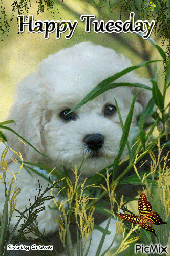 Happy Tuesday Dog