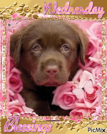 Brown Dog Wednesday Gif Pictures, Photos, and Images for Facebook ...