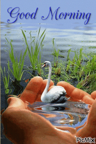 Hand Holding Swan - Good Morning Pictures, Photos, and Images for ...
