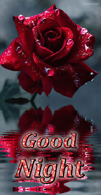 Good Night Red Rose Reflection Pictures, Photos, and Images for ...