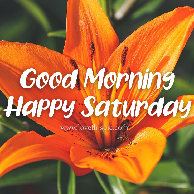 Orange Lily - Good Morning Happy Saturday Pictures, Photos, and Images ...