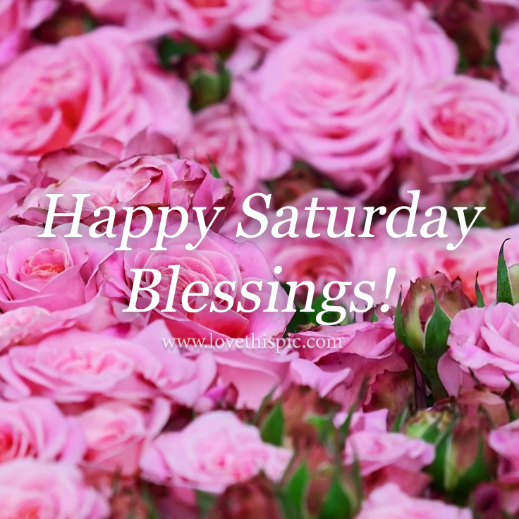 Bright Pink Roses - Happy Saturday Blessings Pictures, Photos, and ...