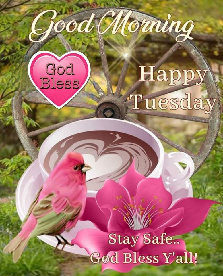 Pink Birdy - Good Morning Happy Tuesday Blessing Pictures, Photos, and ...