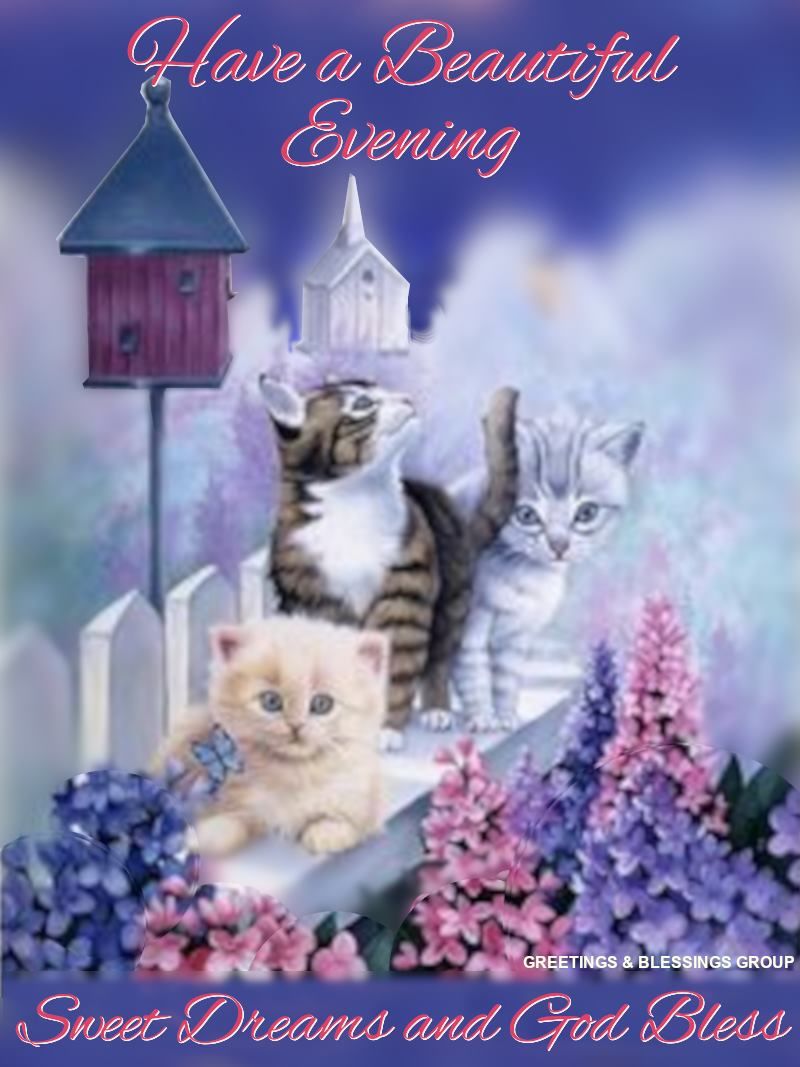 Kittens Beautiful Evening Pictures, Photos, and Images for Facebook ...