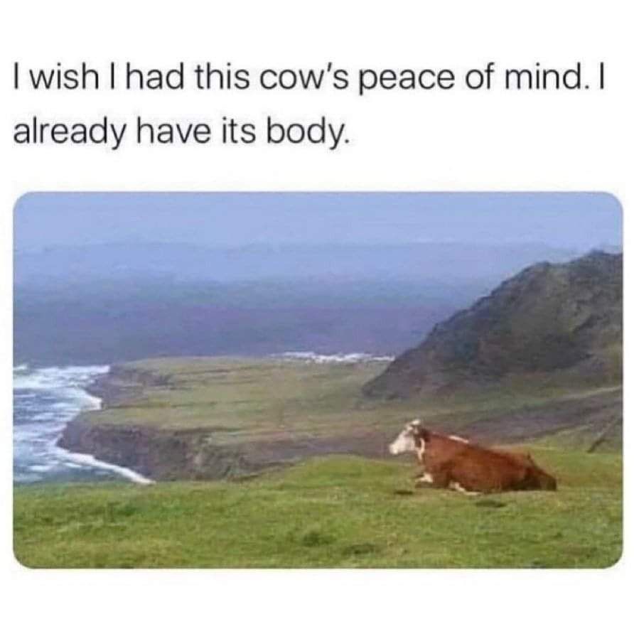I Wish I Has This Cow's Peace Of Mind Pictures, Photos, and Images for ...