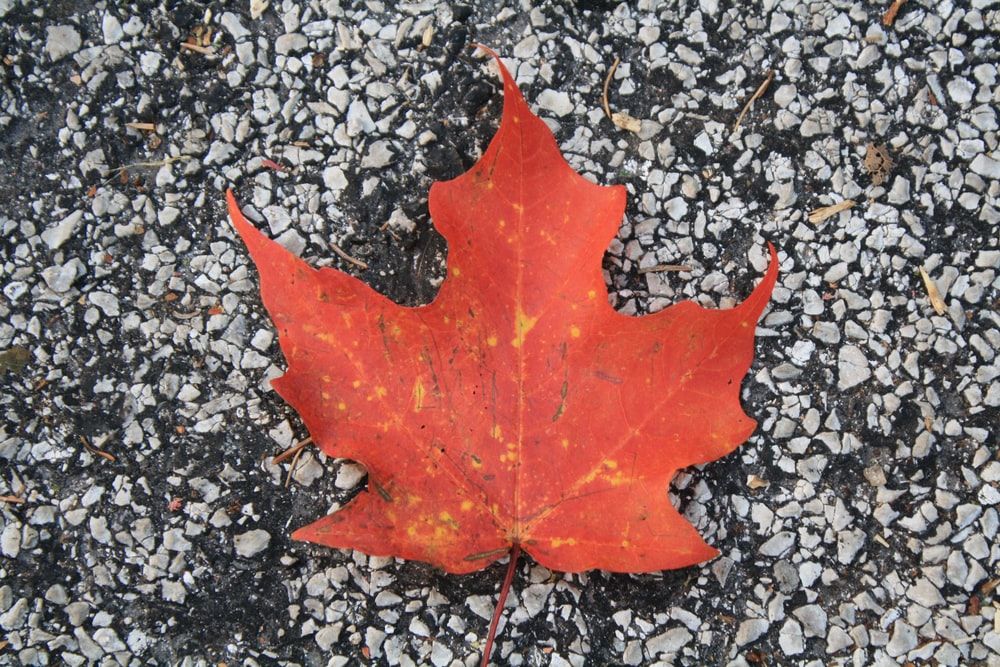 Orange Maple Leaf Pictures, Photos, and Images for Facebook, Tumblr ...