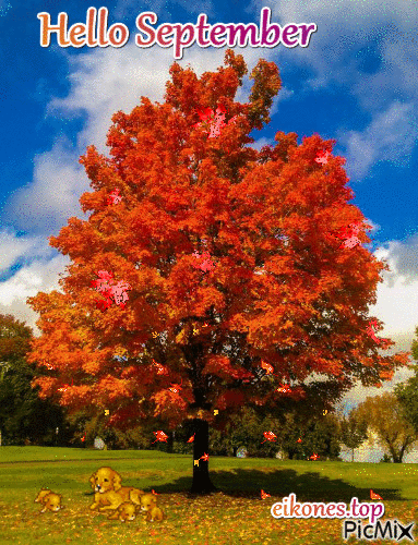 Red Leaves Falling Hello September Gif Pictures, Photos, and Images for ...