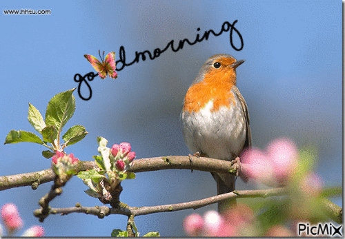 Bird On Branch - Good Morning Pictures, Photos, and Images for Facebook ...