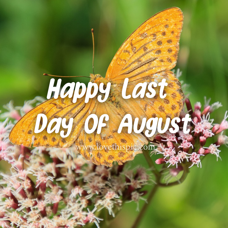Butterfly On Flower - Happy Last Day Of August Pictures, Photos, and ...