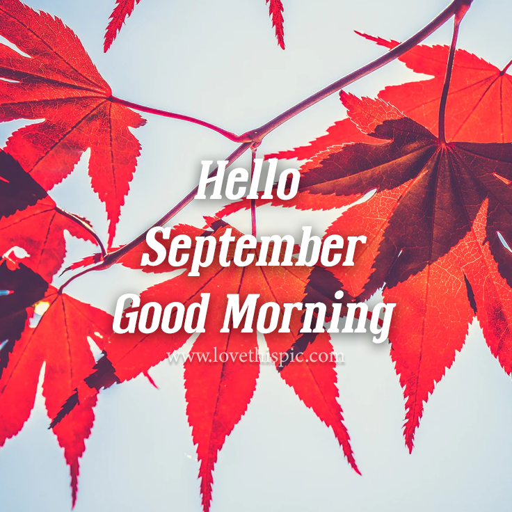 Red Maple Leaves - Hello September Good Morning Pictures, Photos, and ...
